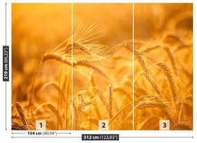Fototapeta Pšeničné pole 104x70