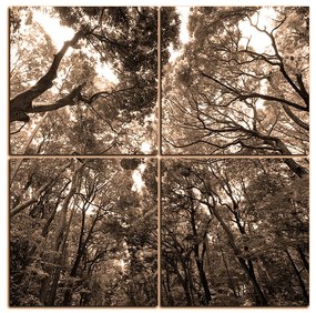 Obraz na plátně - Zelené stromy v lese - čtverec 3194FE (60x60 cm)
