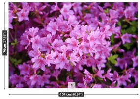 Fototapeta Rhododendron růžový 104x70