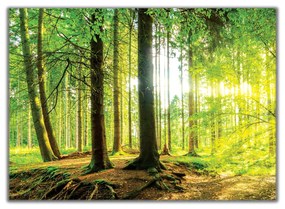 Malvis ® Obraz slunce v lese Velikost (šířka x výška): obdélník - 150x100 cm
