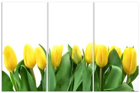 Obraz na plátně - Žluté tulipány 103B (105x70 cm)