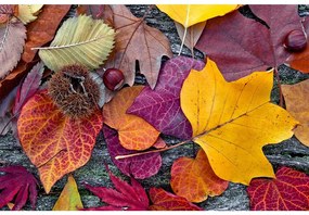 Vliesová fototapeta Podzimní listí 375 x 250 cm + lepidlo zdarma / MS-5-0112 vliesové fototapety na zeď DIMEX
