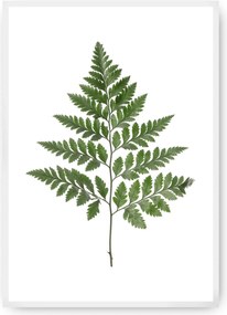 Plakát Fern Green