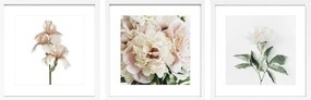 Tištěné obrazy v sadě 3 ks s rámem 30x30 cm Posy – Styler