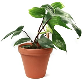 Pokojová rostlina Philodendron Florida, průměr 12 cm