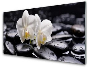 Plexisklo-obraz Kameny Zen Bílá Orchidej 100x50 cm