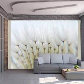 Fototapeta - Dandelion forest