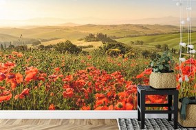 Fototapeta Poppy Field Strukturální vinyl 450x300