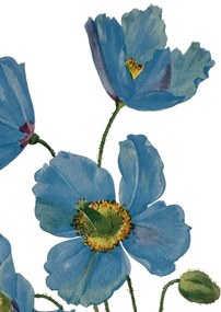 Obrázek himalájský modrý mák A4 (210 x 297 mm): A4