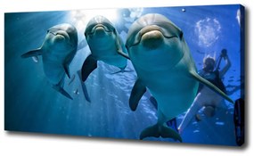 Wallmuralia Foto obraz canvas Tři delfíni 100x50