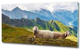 Wallmuralia Foto-obraz fotografie na skle Ovce v Alpách 100x50