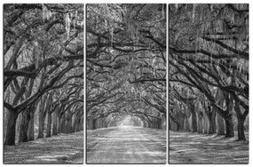 Obraz na plátně - Historické dubové stromy lemované polní cestou 1239QB (90x60 cm  )