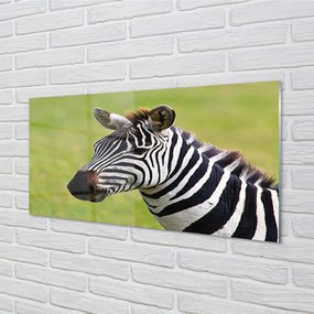 Obraz na skle zebra 125x50 cm