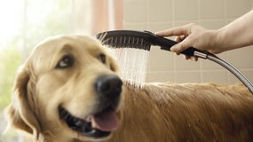 Hansgrohe DogShower, ruční sprcha pro psa, černá matná, HAN-26640670