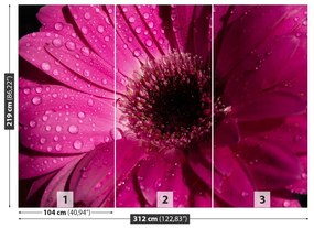 Fototapeta Fialová Gerbera 104x70