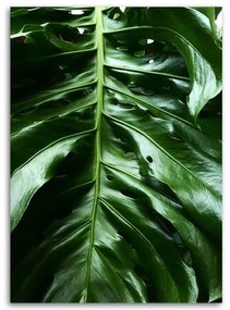 Gario Obraz na plátně Hladký list rostliny monstera Rozměry: 40 x 60 cm