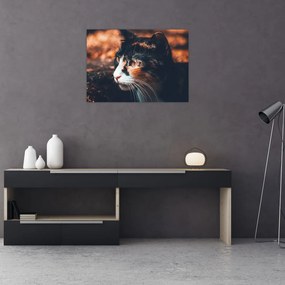 Skleněný obraz - Pohled kočky (70x50 cm)
