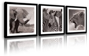 Postershop Obraz na plátně: Slon, Zebry a Lvice - set 3ks 25x25cm