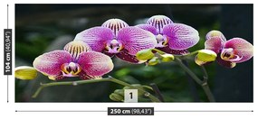 Fototapeta Fialová orchidej 104x70