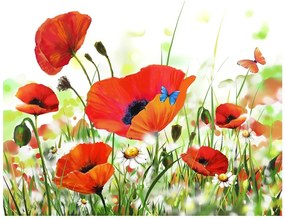 Fototapeta - Country poppies