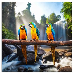 Obraz na plátně - Modro žluté Macaw - čtverec 3232A (50x50 cm)