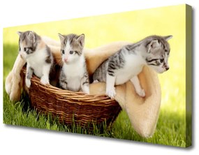 Obraz na plátně Kočky Zvířata 100x50 cm