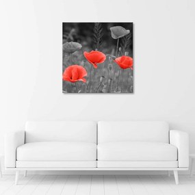 Obraz na plátně Luční mák Květina Příroda - 50x50 cm
