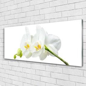 Plexisklo-obraz Plátky Květ Bíla Orchidej 125x50 cm