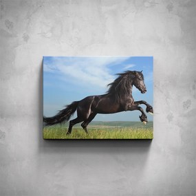Obraz - Černý kůň - PopyDesign