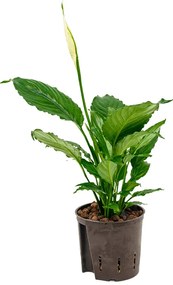 Spathiphyllum, průměr 12 cm - hydroponie
