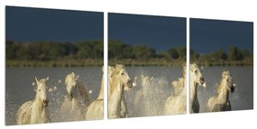 Obraz bílých koní (90x30 cm)