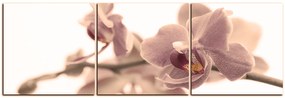 Obraz na plátně - Orchidej květ izolována na bílém pozadí - panoráma 5222FB (90x30 cm)