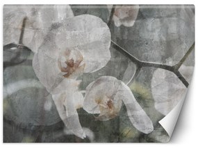 Fototapeta, Květy orchidejí - retro - 368x254 cm