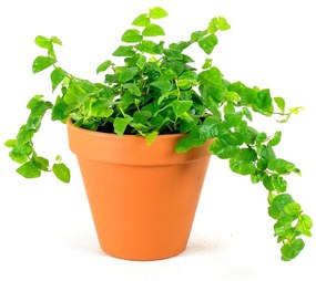 Gardners Pokojová rostlina  Ficus pumila, průměr 6 cm