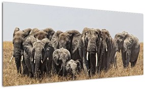 Stádo slonů - obraz (100x40cm)