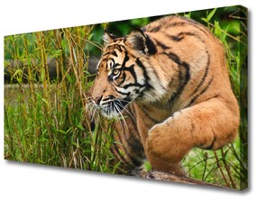 Obraz na plátně Tygr Zvířata 140x70 cm