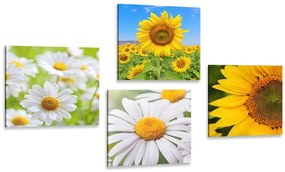 Set obrazů nádherné květiny na louce - 4x 40x40 cm