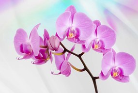 Postershop Fototapeta vliesová: Fialová Orchidea - 416x254 cm