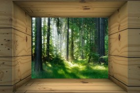 3D obraz výhled do lesa Velikost (šířka x výška): 120x80 cm