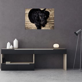 Skleněný obraz černého štěněte (70x50 cm)