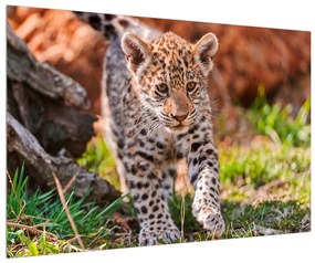 Obraz malého geparda (90x60 cm)