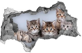 Wallmuralia Díra 3D fototapeta nálepka Pět koček 95x73 cm