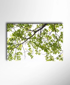 Malvis ® Obraz větev stromu ROZMĚR (šířka x výška): jednodílný obdélník 150x100 cm