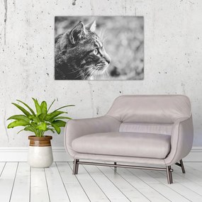 Obraz - Kočka (70x50 cm)