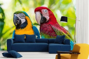 DIMEX | Samolepicí vliesová fototapeta na zeď Modrý a zlatý Macaw MA-5-0412 | 375 x 250 cm | zelená, modrá, červená, žlutá