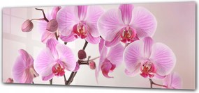 Skleněný obraz do obývacího pokoje 137x55 s potiskem orchidej
