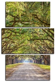 Obraz na plátně - Historické dubové stromy lemované polní cestou - obdélník 7239C (105x70 cm)
