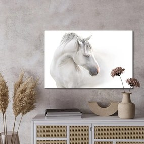 Obraz Bílý Kůň V Mlze Nedostatek Nedostatek Přírodní plátno 90x60