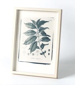 Botanická fotografie na zeď  - Káva - 21 x 30 cm (A4) / bez rámu (s háčkem na zavěšení)