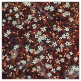 Obraz květiny Pomněnka lesní (30x30 cm)